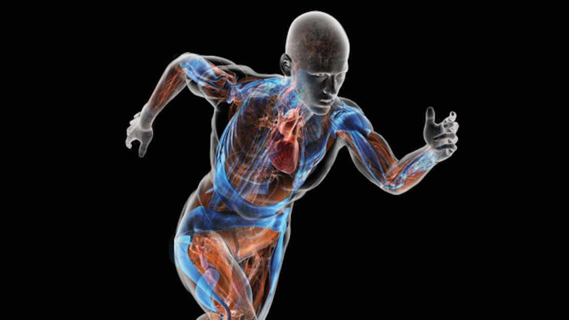 Human Anatomy And Physiology Lab BSB 141 Simple Book Production Human Anatomy And Physiology Lab BSB 141 Simple Book Production
