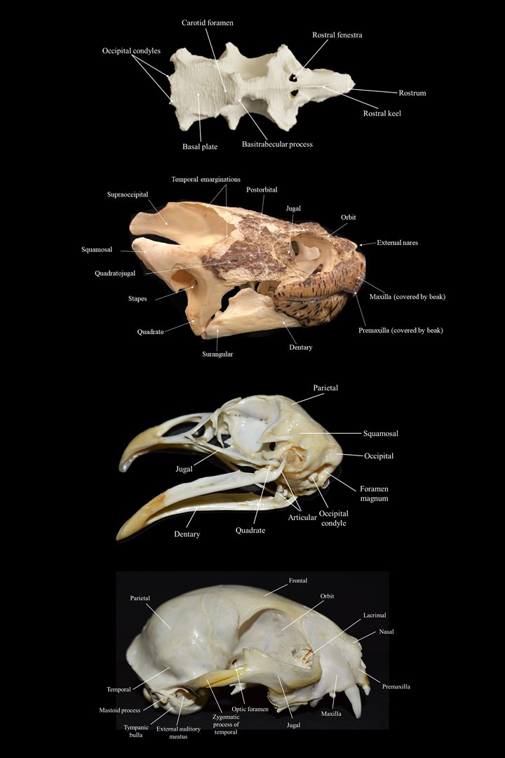 Atlas Of Comparative Vertebrate Anatomy Simple Book Publishing Atlas Of Comparative Vertebrate Anatomy Simple Book Publishing